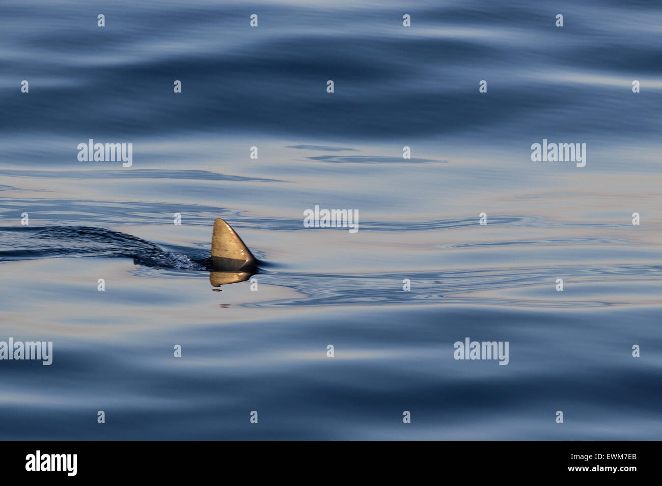 Shark fin water hi-res stock photography and images - Alamy