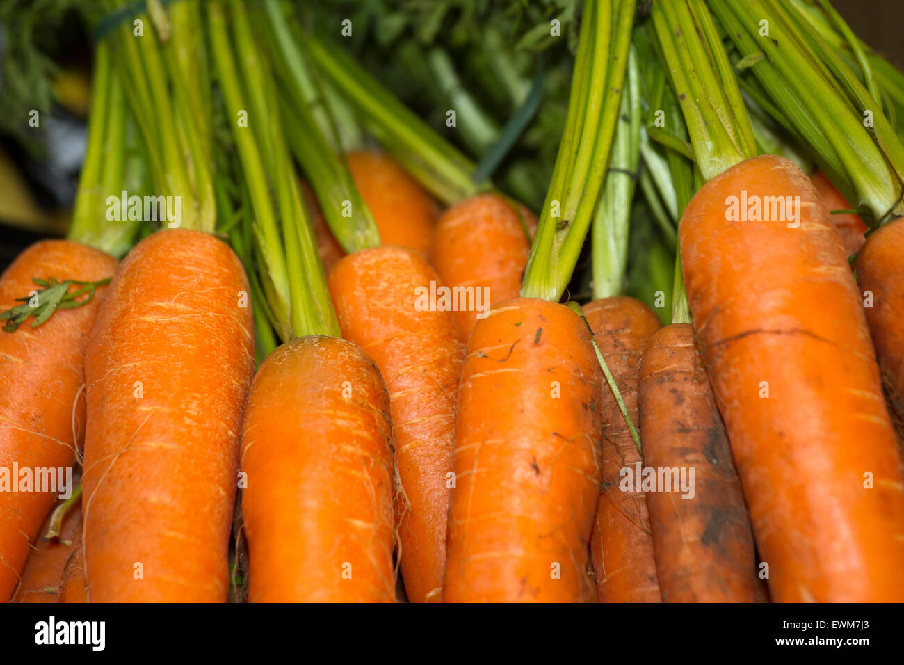 Freshly picked carrots stacked ready for sale at grocers, Southport ...