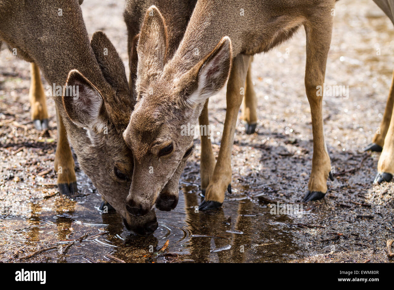 Three deer drink from a puddle in the Yosemite valley Stock Photo - Alamy