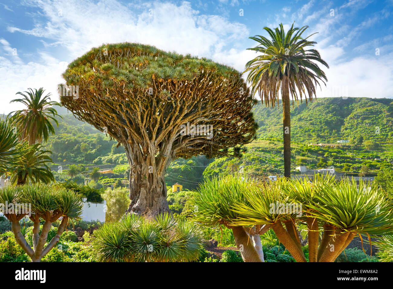 Canary Islands Dragon Tree High Resolution Stock Photography and Images ...