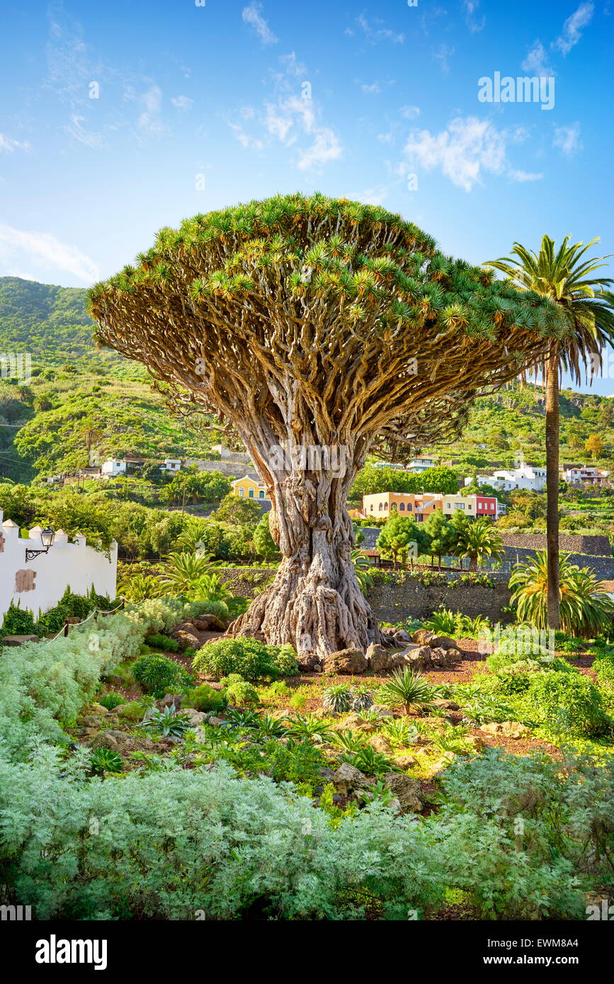 Dragon Tree, Dracaena draco, La Orotava, Tenerife, Canary Islands ...