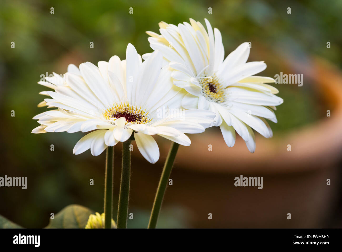 White gerbera flower in a garden Stock Photo - Alamy
