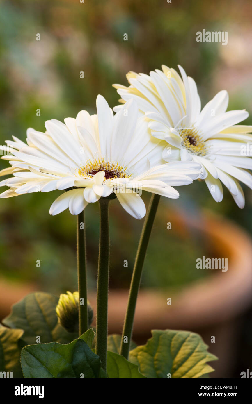 White gerbera flower in a garden Stock Photo - Alamy