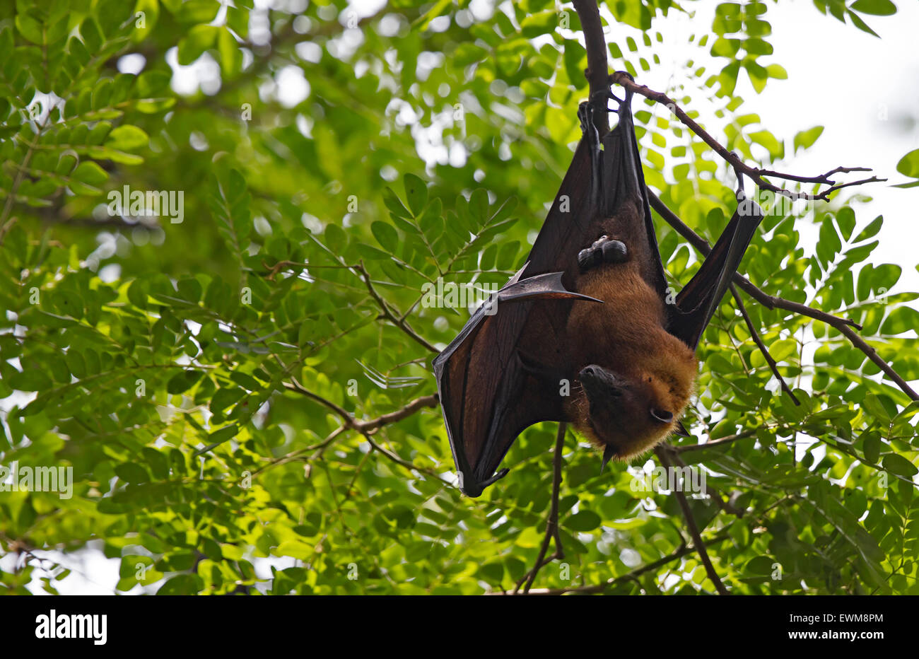 Pteropus scapulatus kakadu hi-res stock photography and images - Alamy
