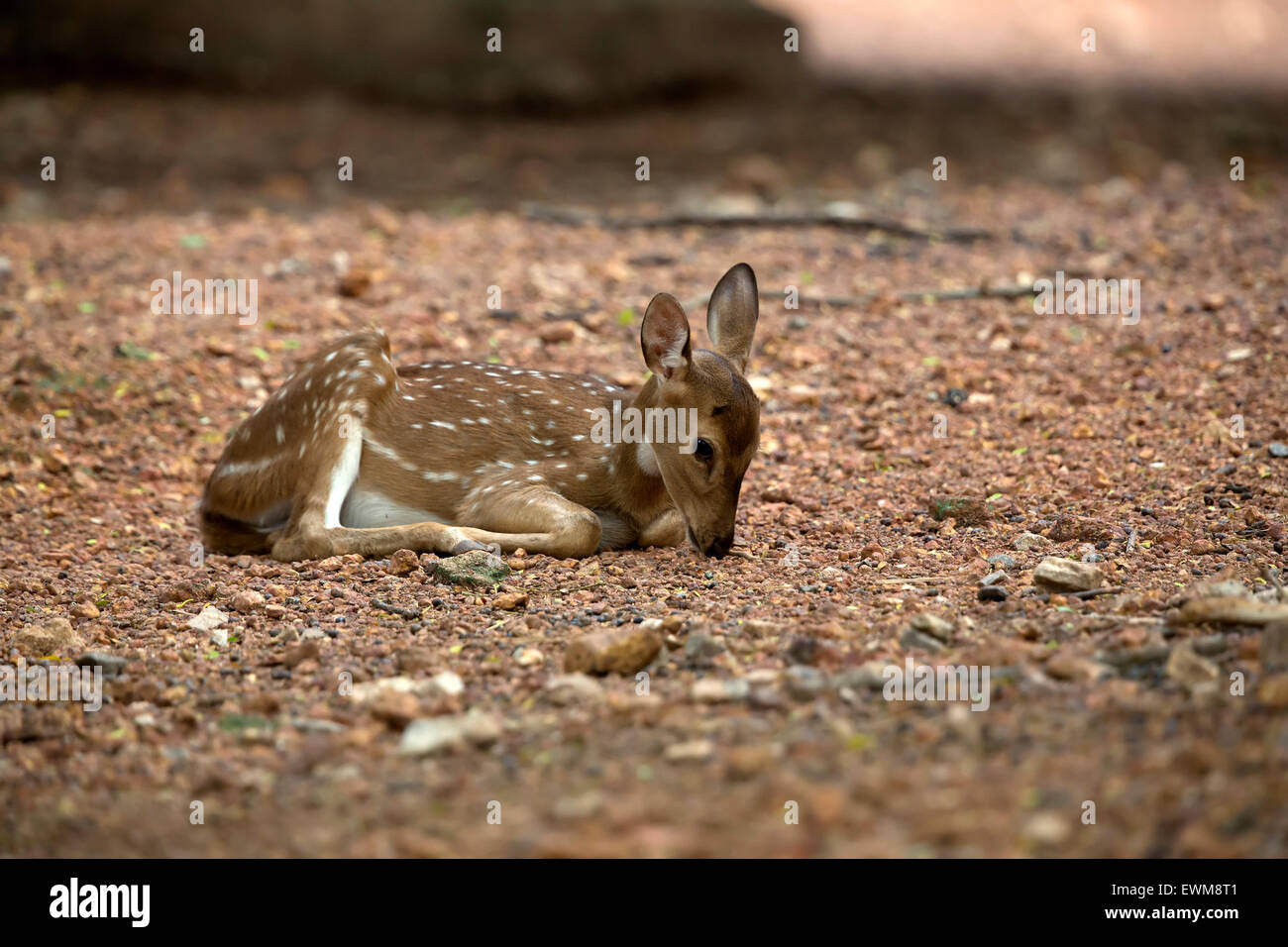Baby White-tailed Fawn Resting Stock Photo - Alamy