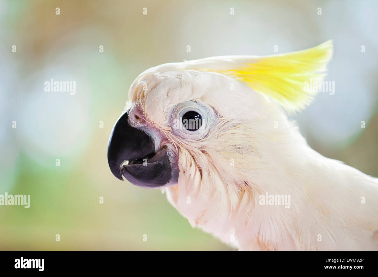 Young Sulphur Crested Cockatoo Close Up in Profile Isolated from ...