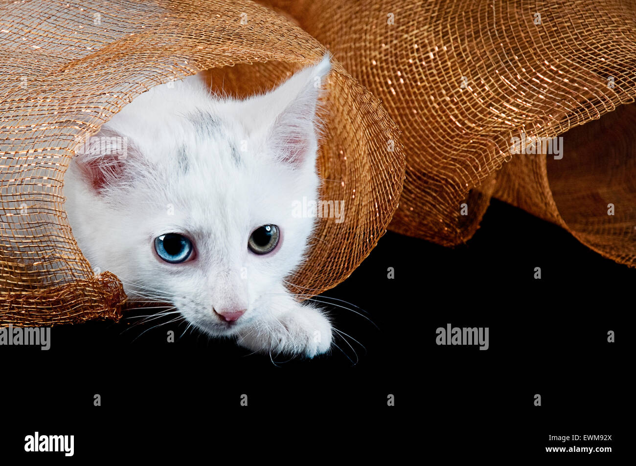 Pouncing cat hi-res stock photography and images - Alamy