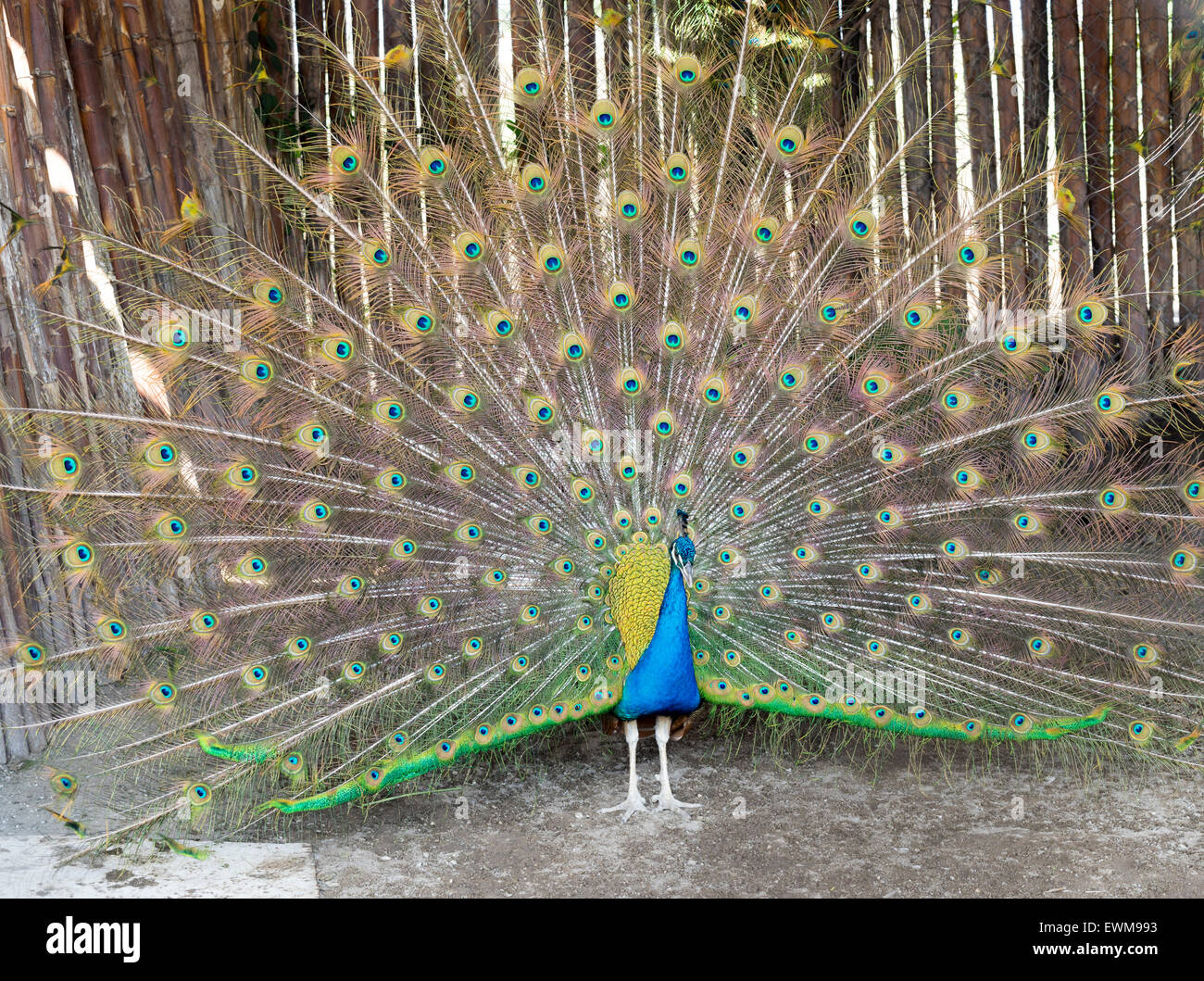 Peacocks Train High Resolution Stock Photography and Images - Alamy