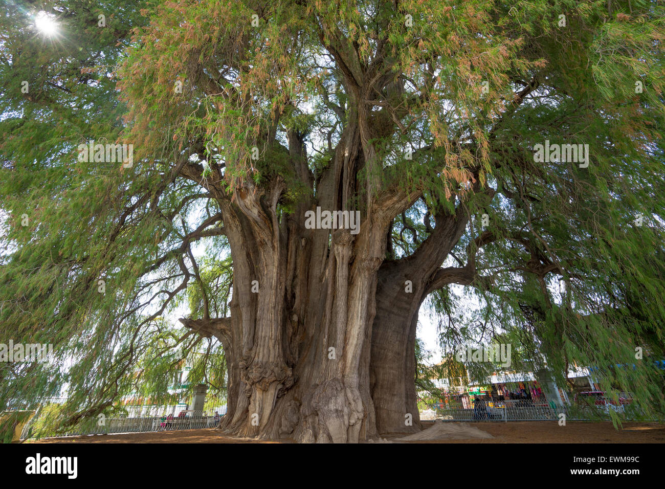 The tule tree hi-res stock photography and images - Alamy