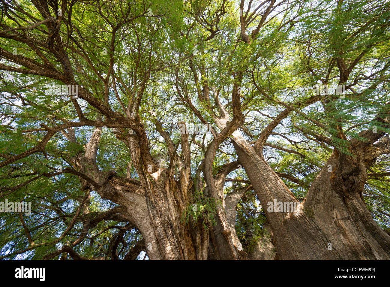 The tule tree hi-res stock photography and images - Alamy