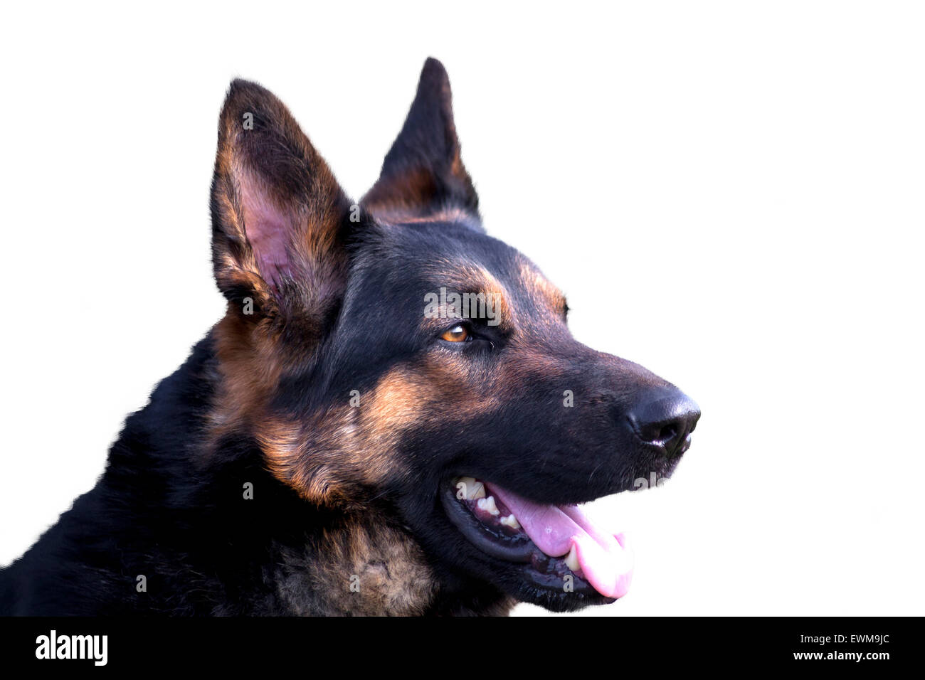 german shepherd portrait isolated Stock Photo - Alamy