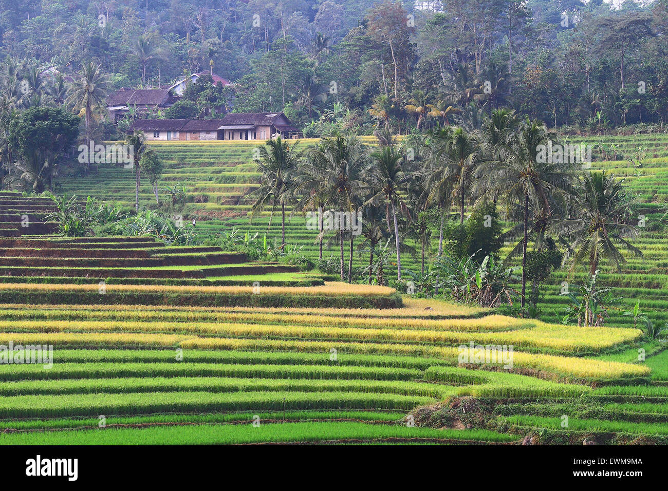 Bawen hi-res stock photography and images - Alamy