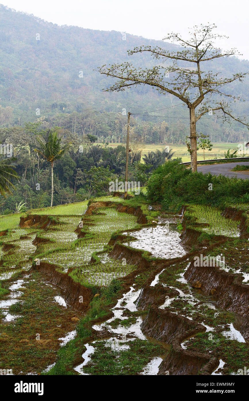 bawen central java Stock Photo - Alamy