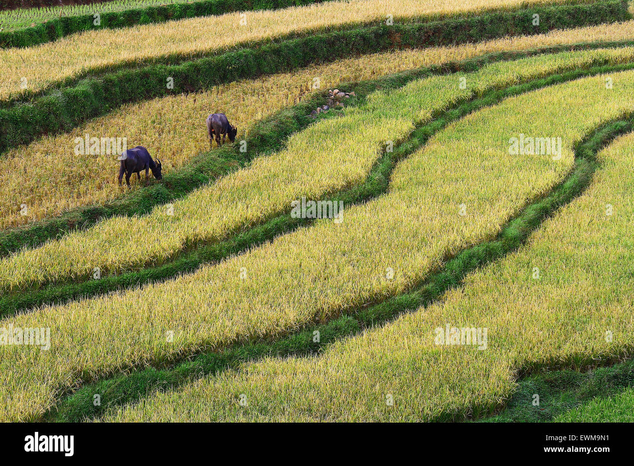 Bawen hi-res stock photography and images - Alamy