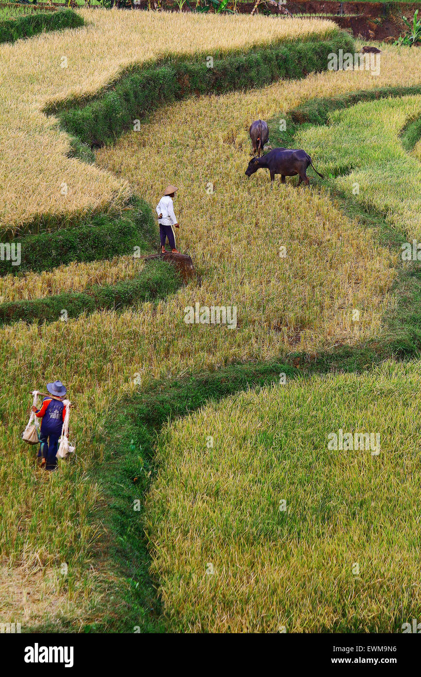 Bawen hi-res stock photography and images - Alamy