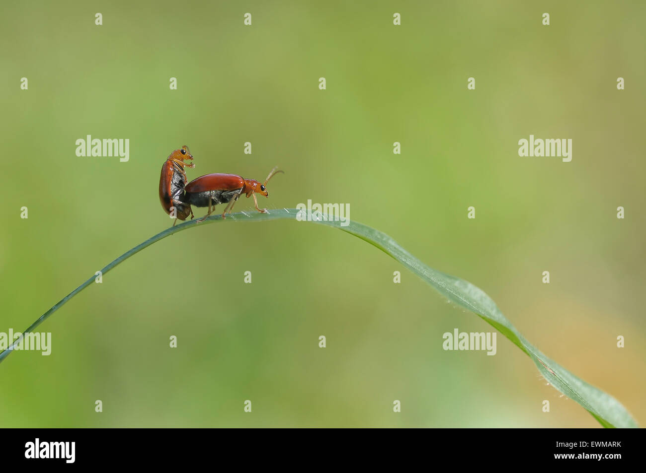 Bugs mating insect hi-res stock photography and images - Alamy