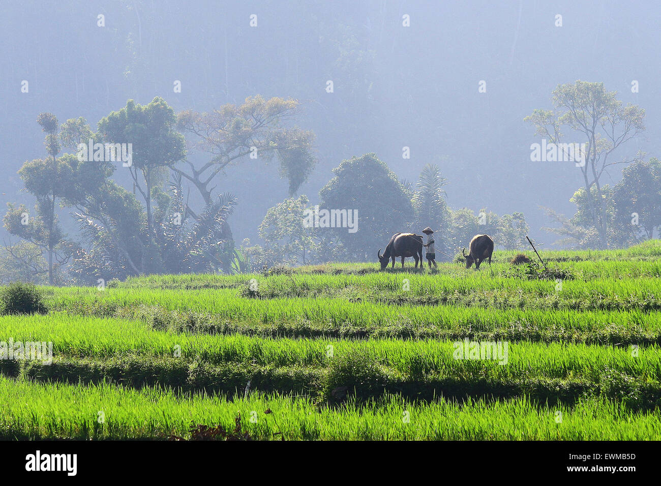 Bawen hi-res stock photography and images - Alamy