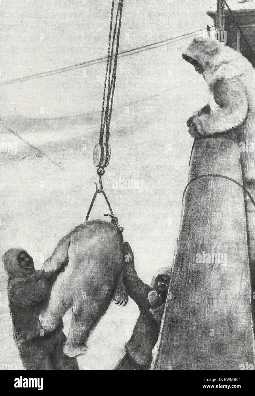 Hoisting on Board the Roosevelt the Polar Bear obtained by Admiral ...