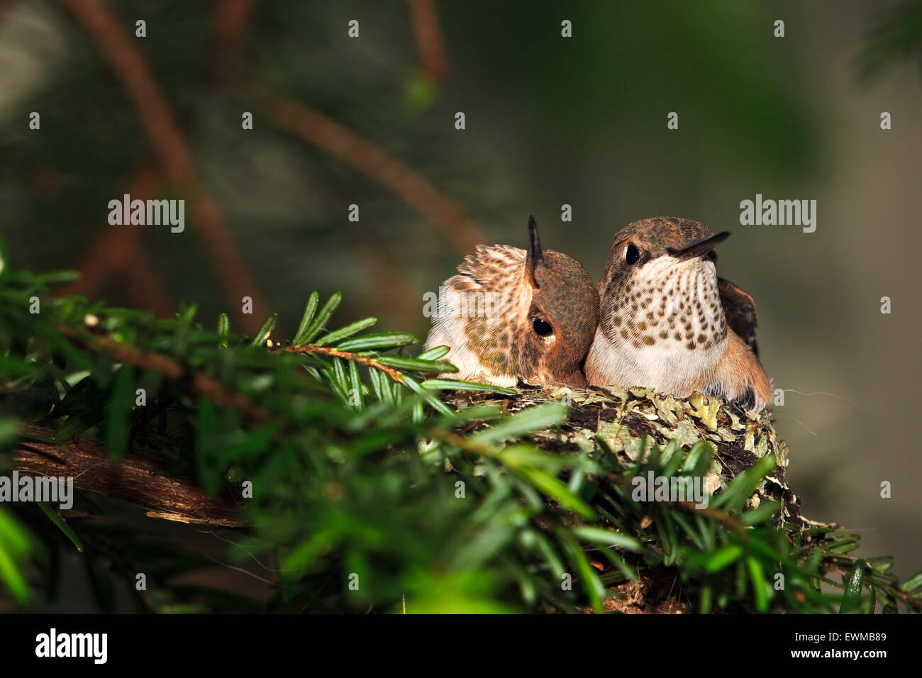 Hummingbird birds nest hi-res stock photography and images - Alamy