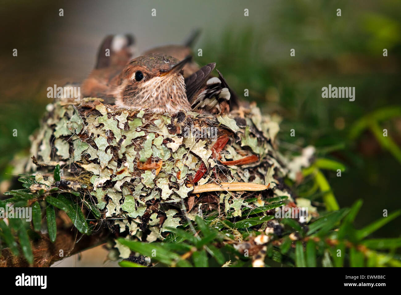 Rufous hummingbird nest with two 14 day old baby chicks, Selasphorus ...