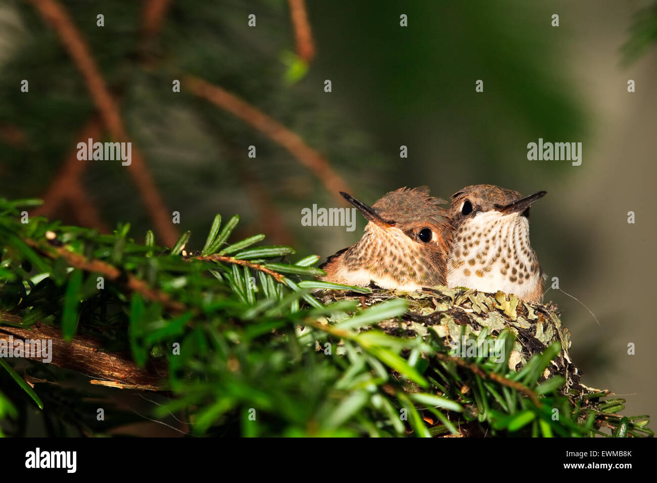 Rufous hummingbird nest with two 14 day old baby chicks, Selasphorus ...