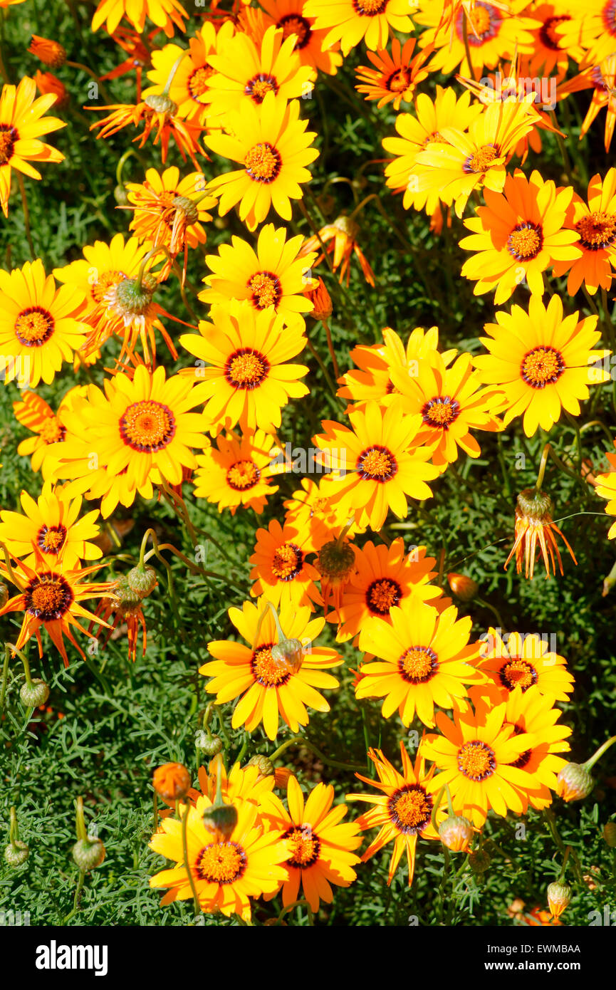 Coreopsis variety hi-res stock photography and images - Alamy