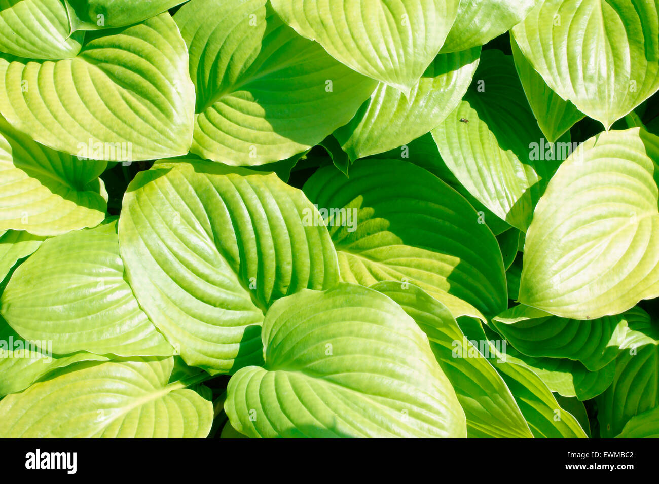 Agavoideae hi-res stock photography and images - Alamy
