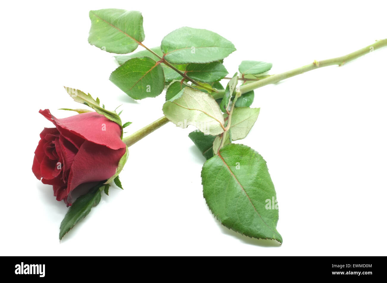 Natural pink red rose Stock Photo - Alamy