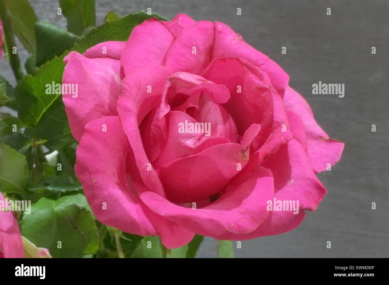 Natural pink red rose Stock Photo - Alamy