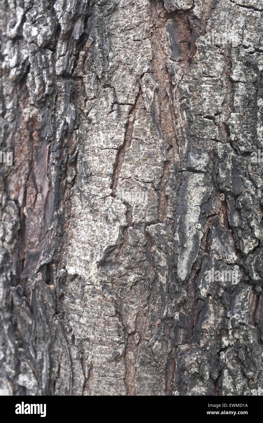 Torn wood texture hi-res stock photography and images - Alamy