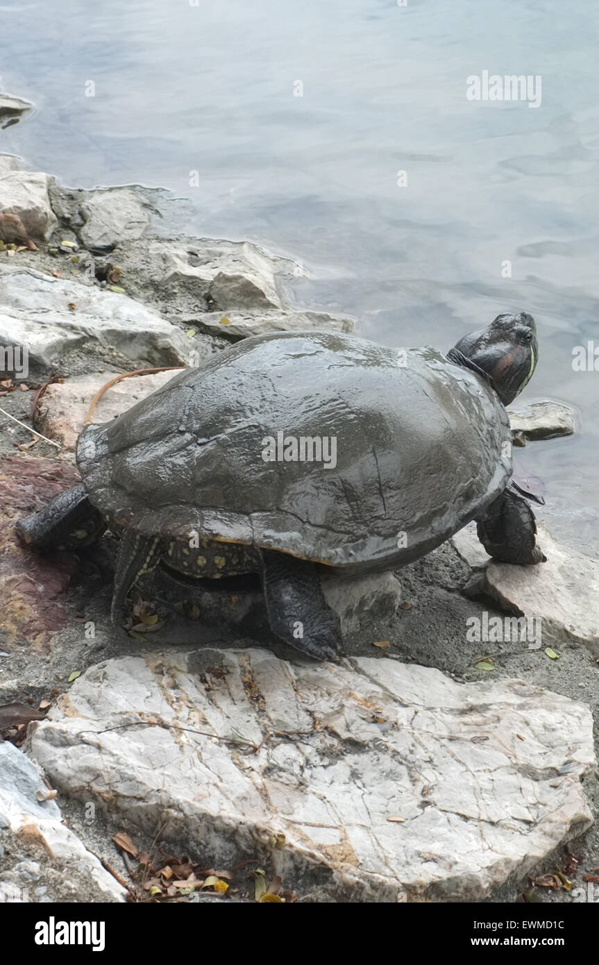 Green river turtle hi-res stock photography and images - Alamy