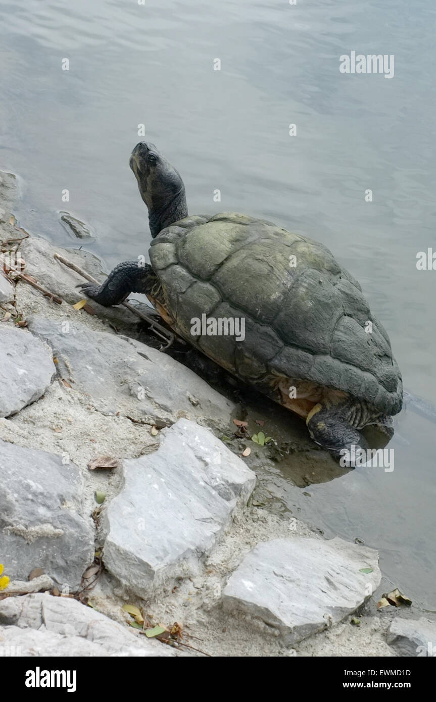 Turtle walking on the rock Stock Photo - Alamy