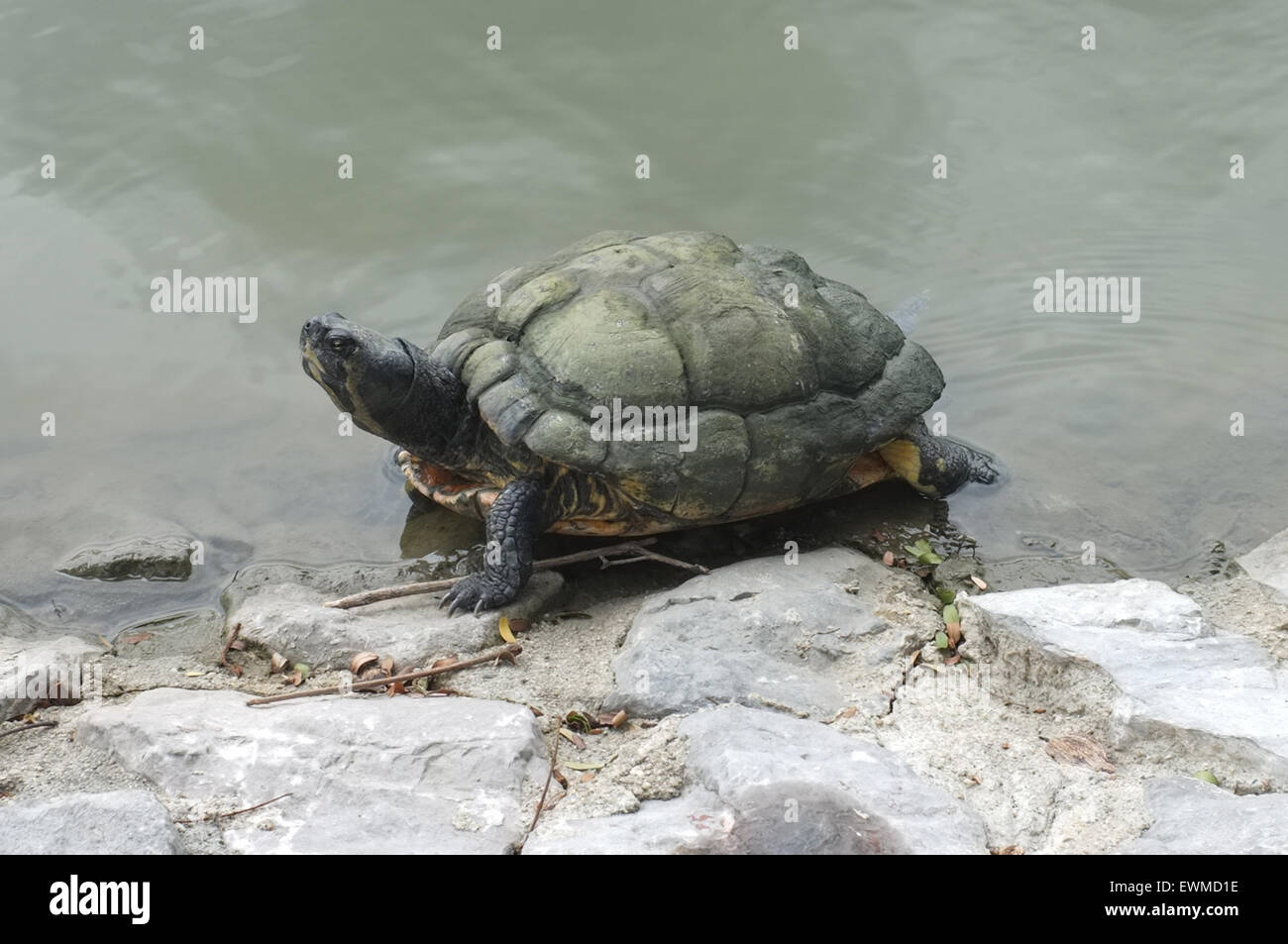 Reptile walk hi-res stock photography and images - Alamy