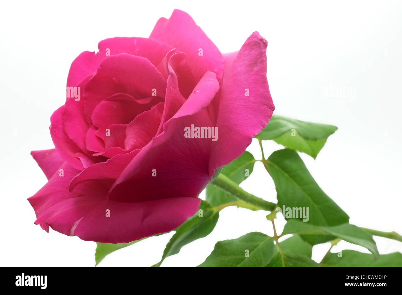 Natural pink red rose Stock Photo - Alamy