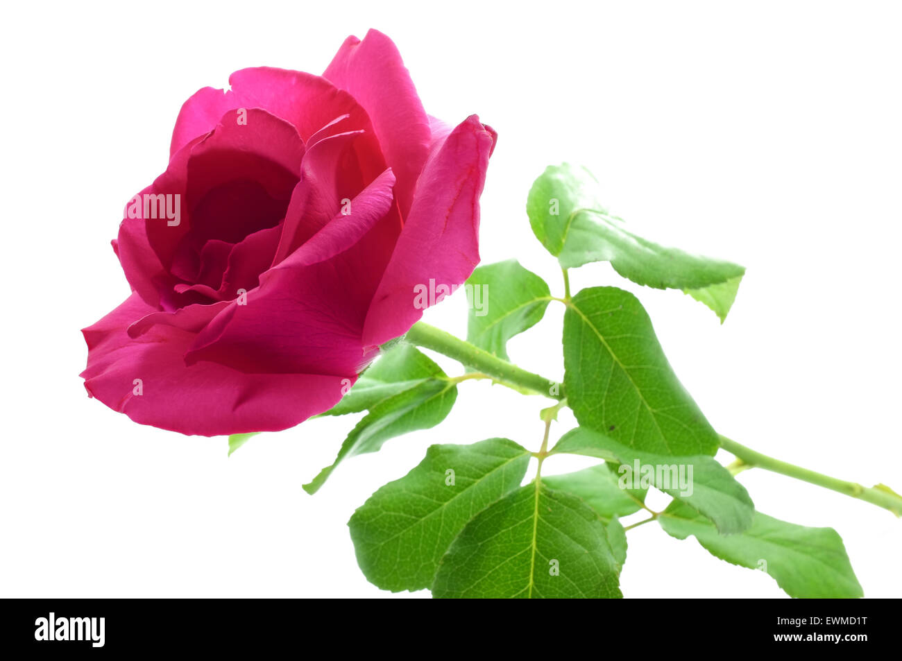 Natural pink red rose Stock Photo - Alamy