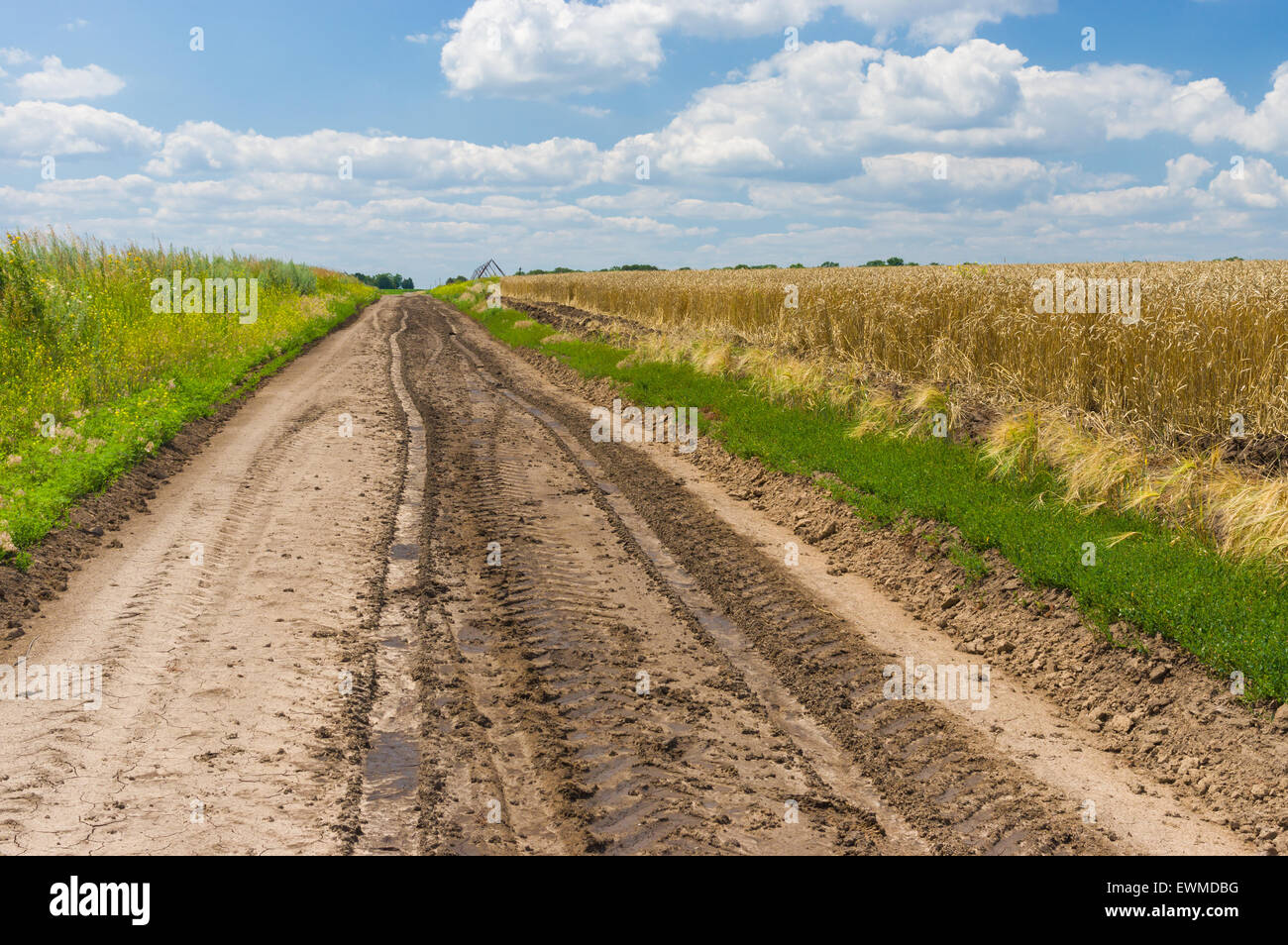 Classic Ukrainian landscape with corn fields and road Stock Photo - Alamy