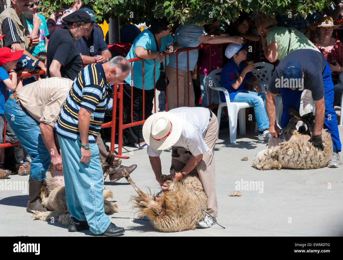Traditional shearing sheep during a demonstration in Colmenar Viejo ...