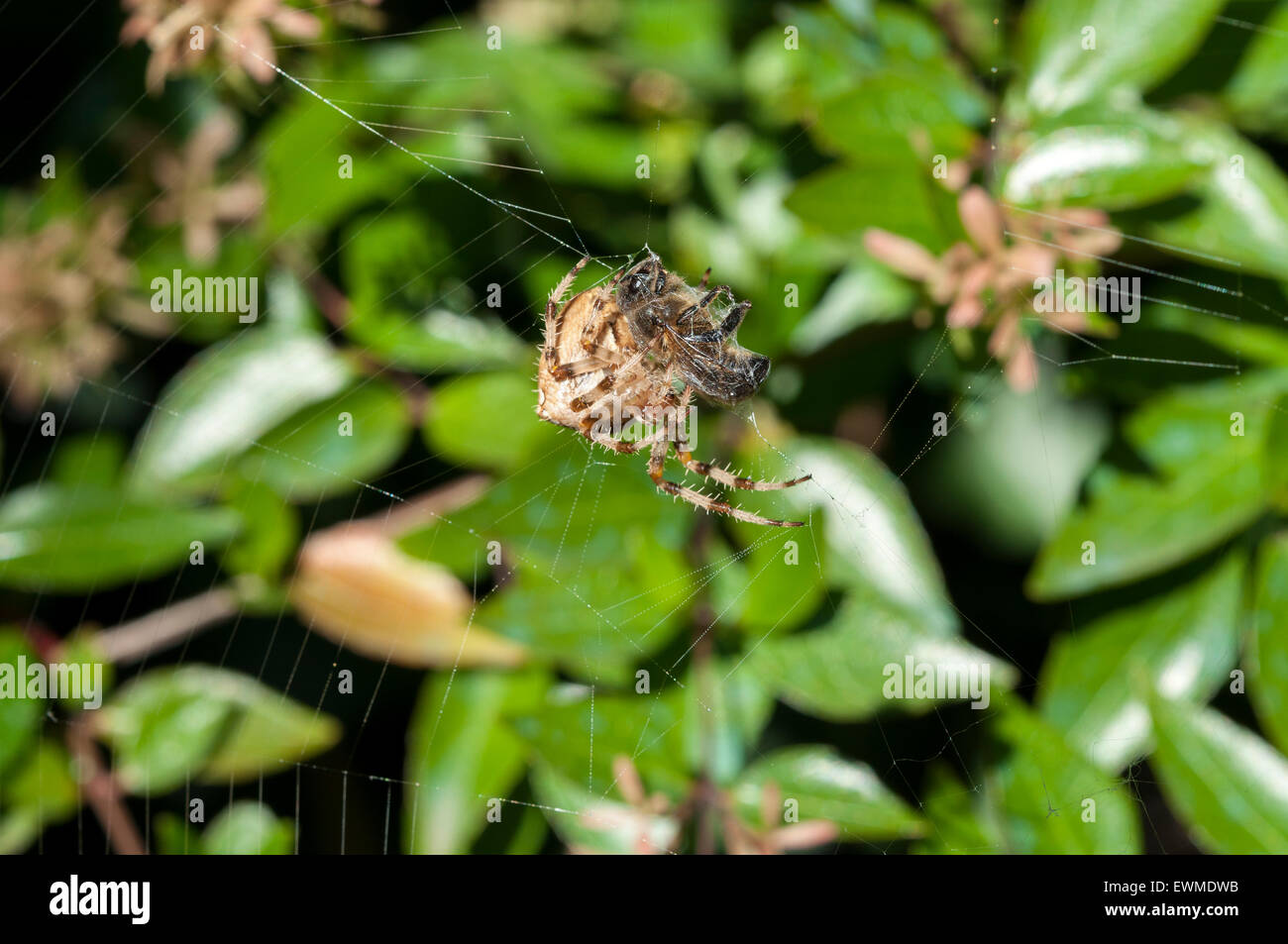 Garden spider preying on a honey bee Stock Photo - Alamy