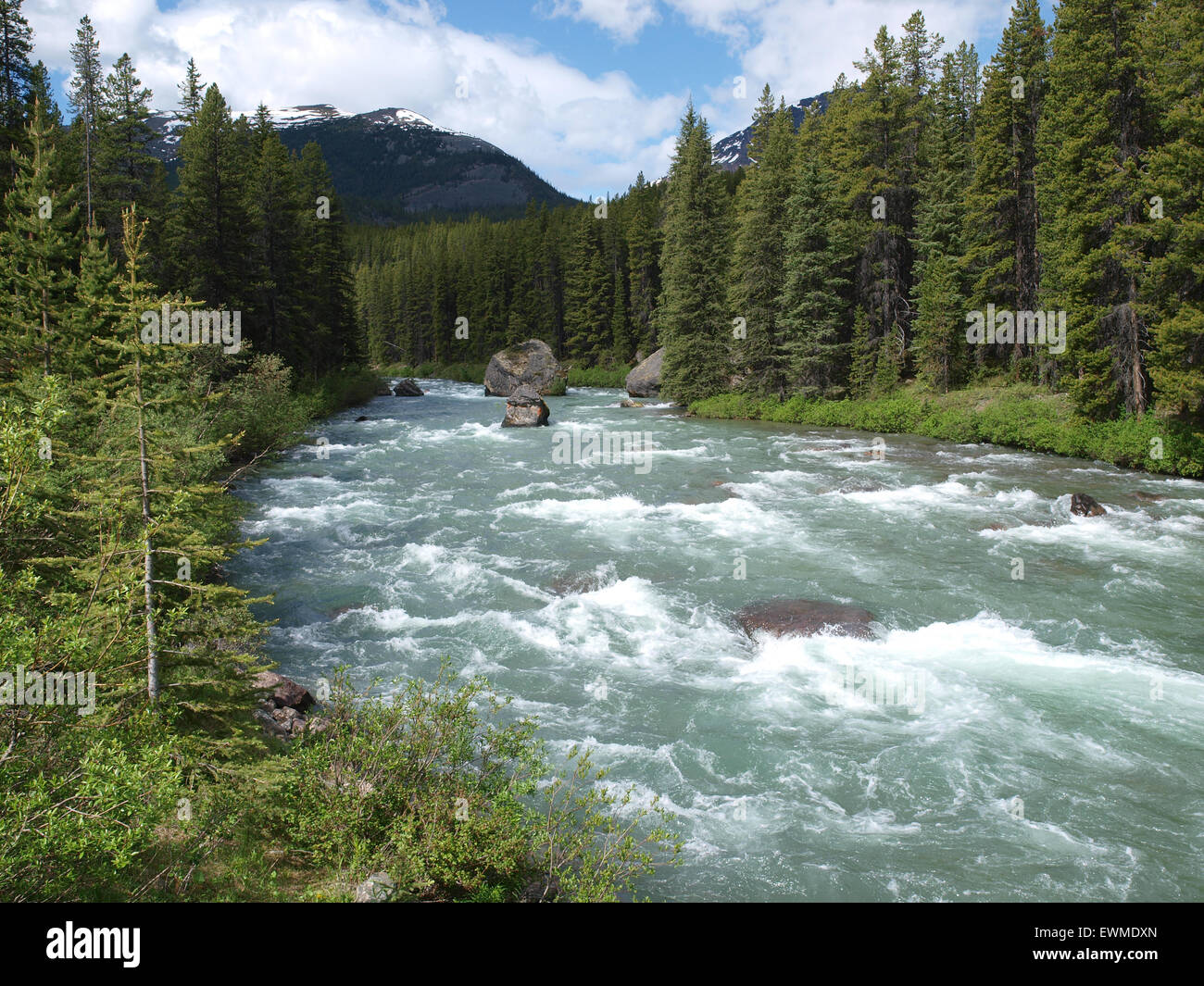 Conifers and rivers and evergreen trees hi-res stock photography and ...