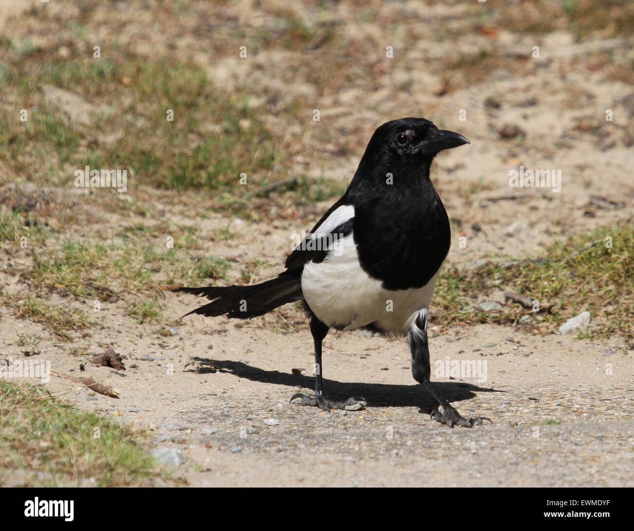 Magpie standing hi-res stock photography and images - Alamy