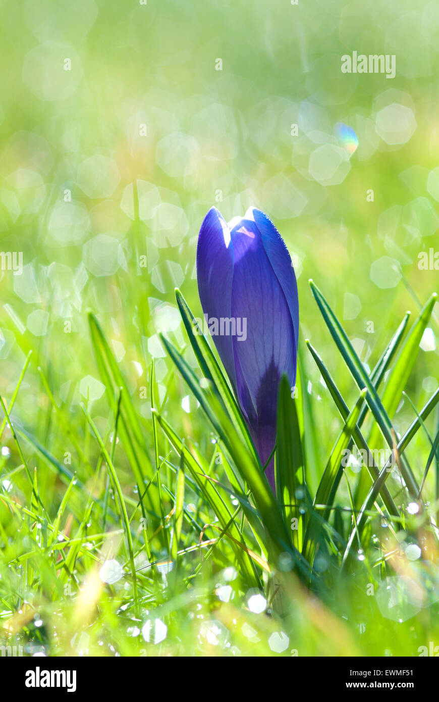 Blue crocus (Crocus sp.) in meadow Stock Photo - Alamy