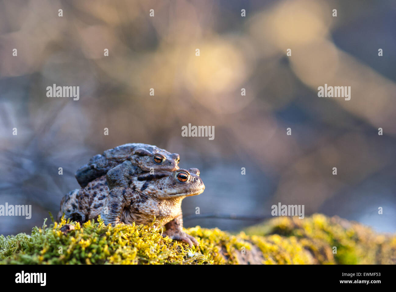 Common toads (Bufo bufo), couple in axillary amplexus, Bockelsberger ...