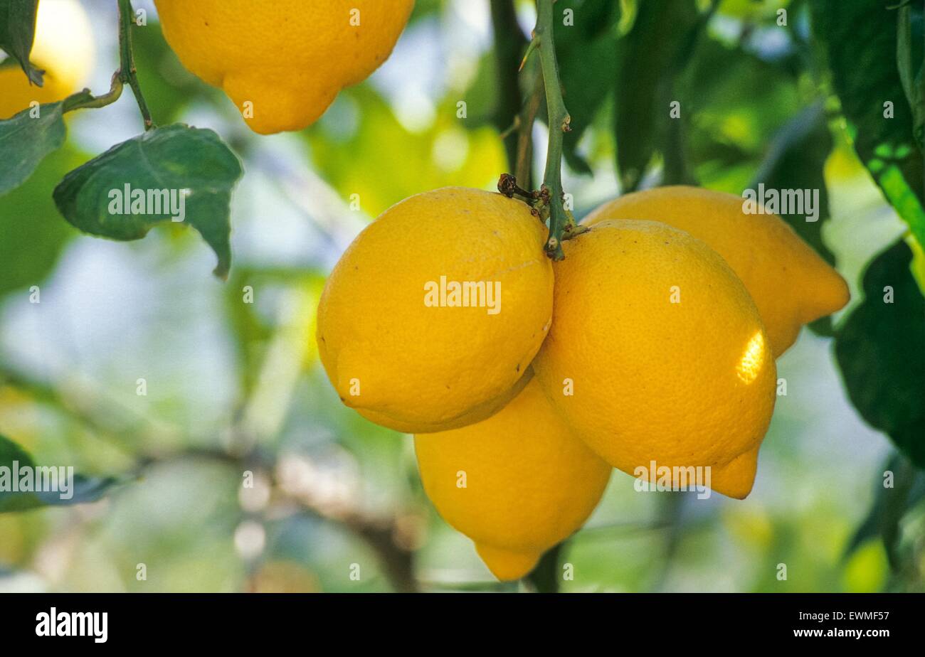 Lemons on lemon tree (Citrus × limon), Mallorca, Balearic Islands ...