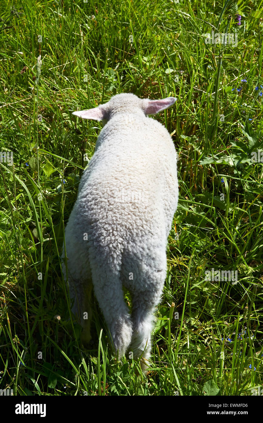 Lamb Tail High Resolution Stock Photography and Images - Alamy