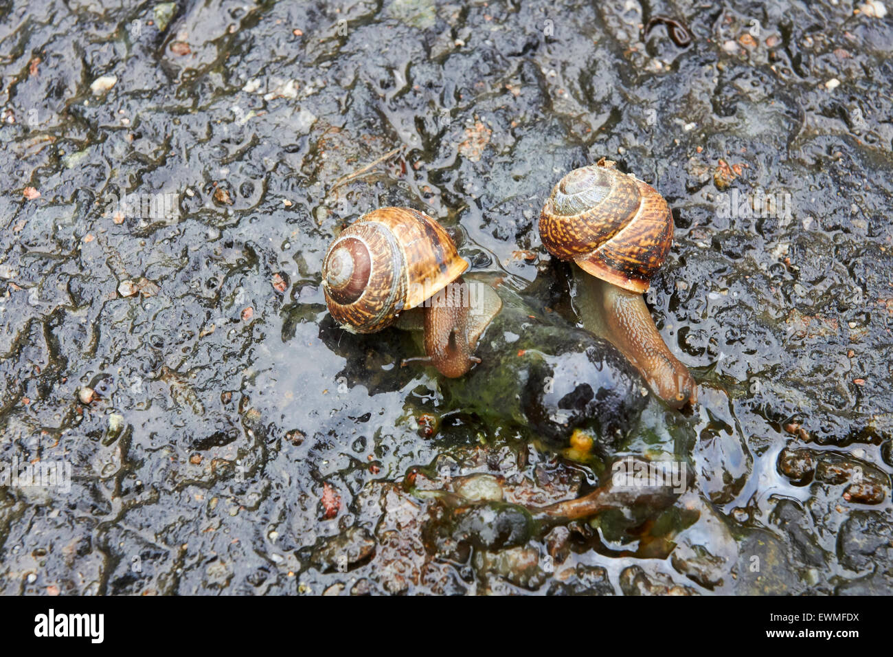 Arianta arbustorum, copse snail Stock Photo - Alamy