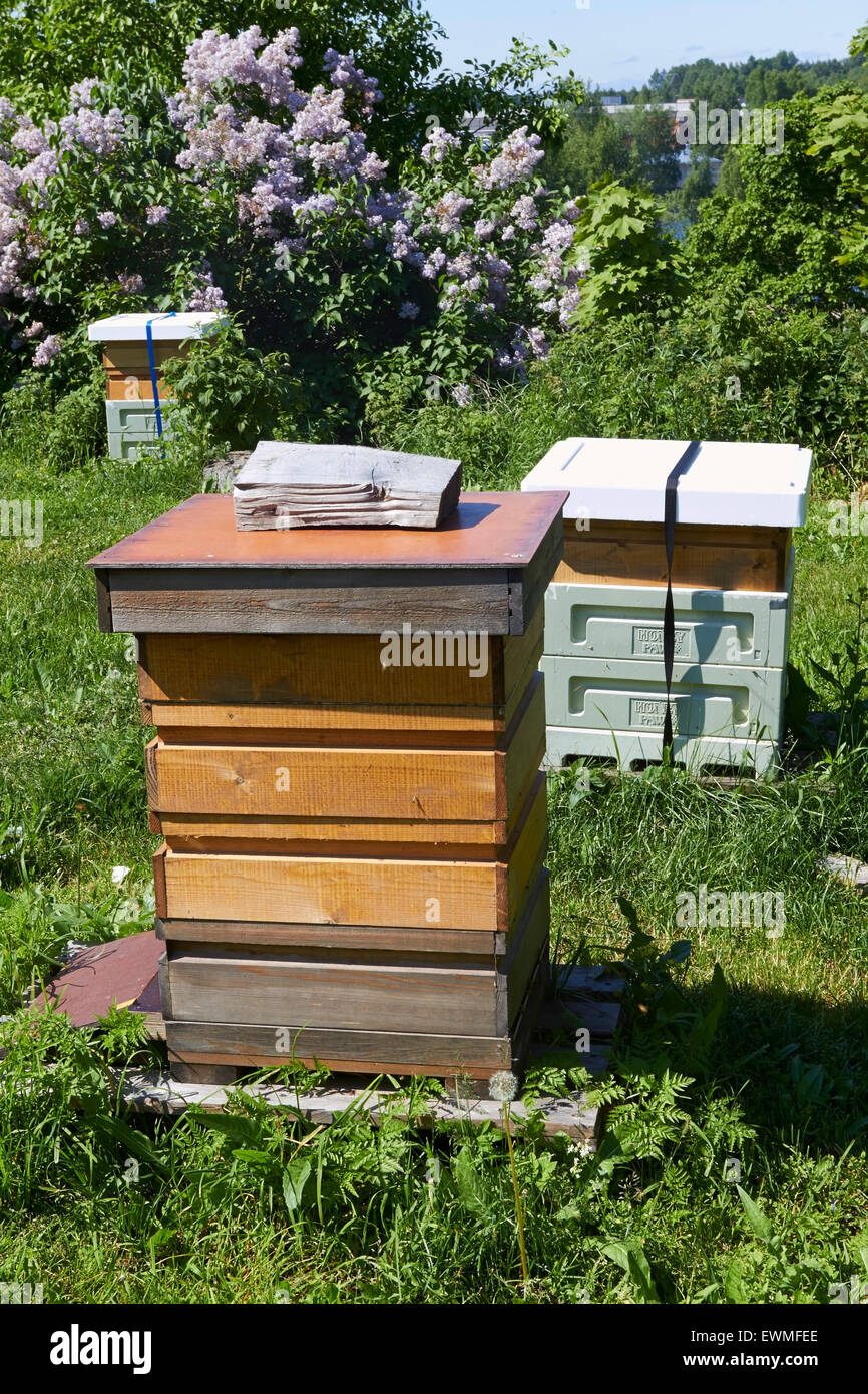 Beekeeping beekeeping hi-res stock photography and images - Alamy