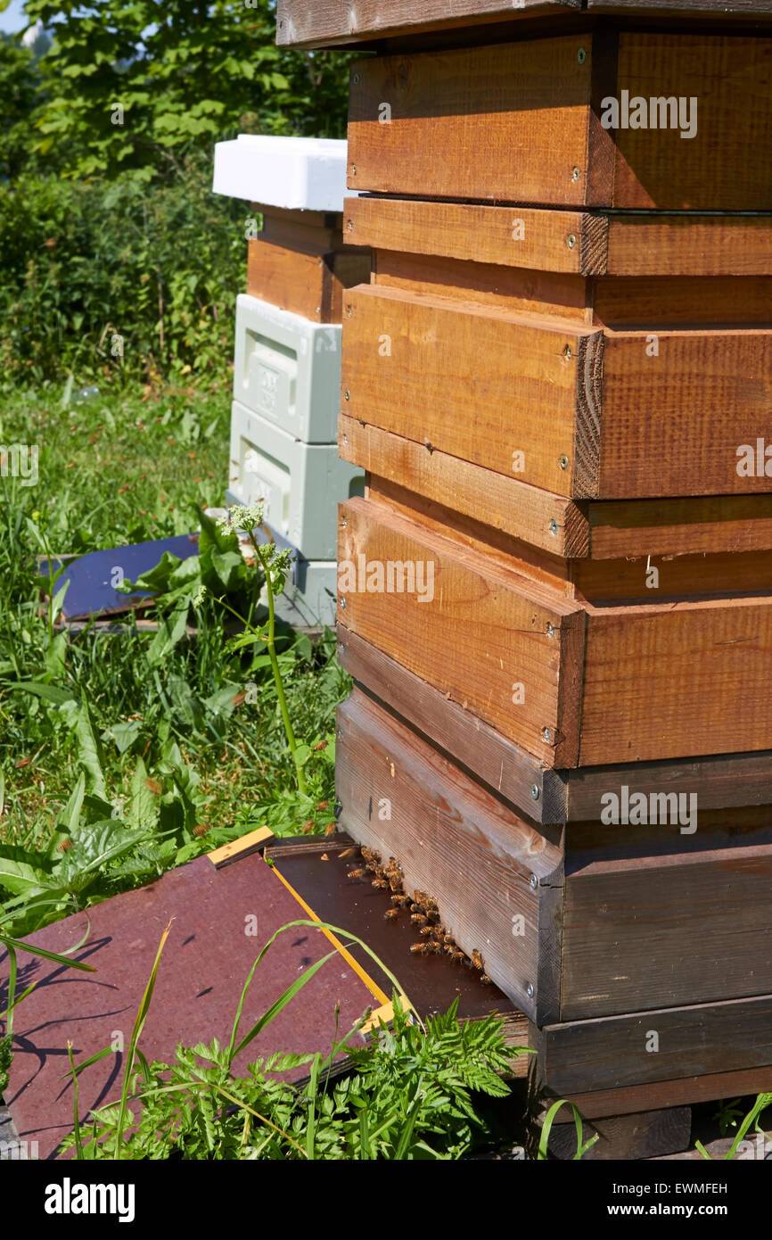 beekeeping, Finland Europe Stock Photo - Alamy