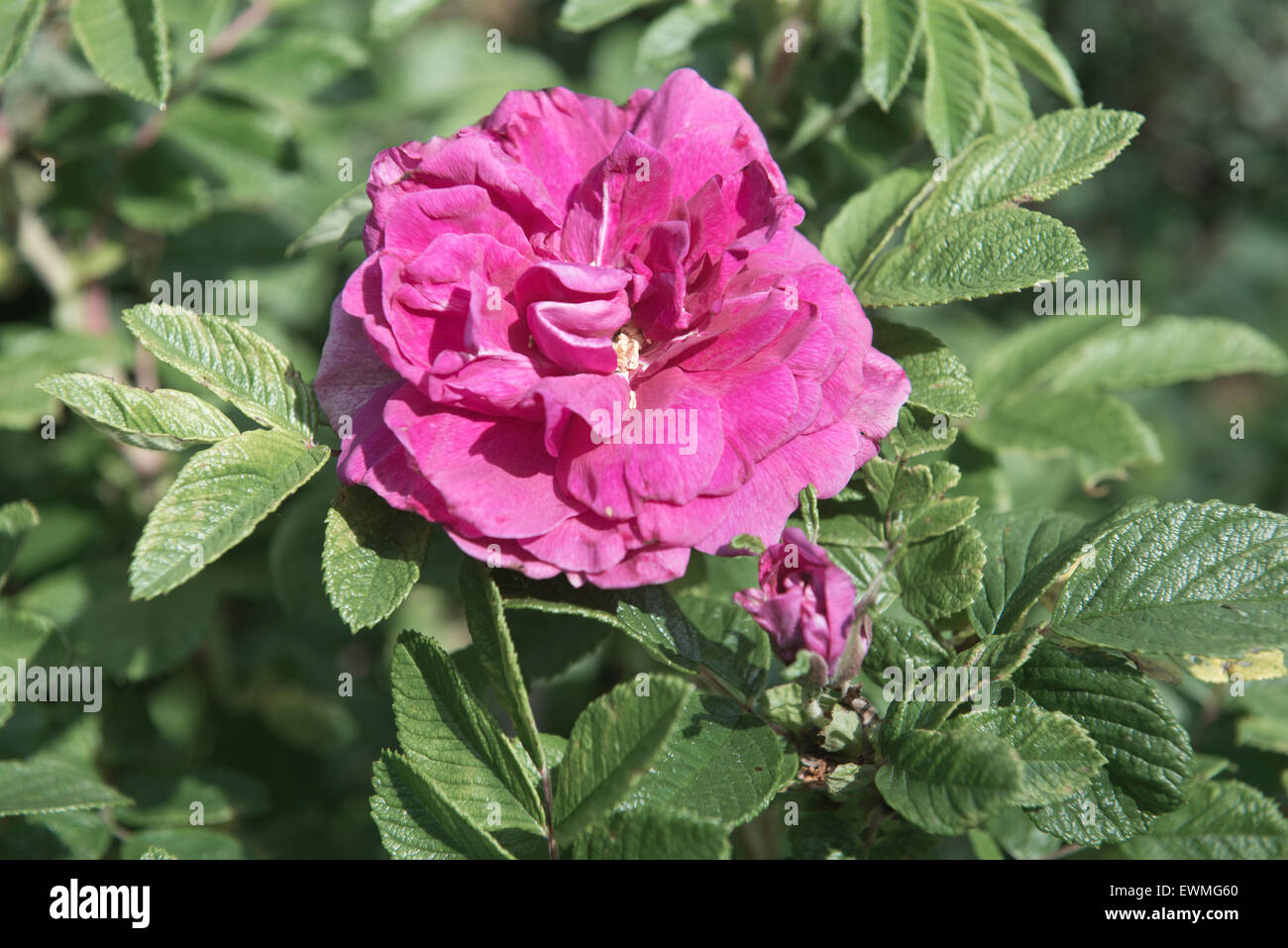 Rose rosa damascena flower hi-res stock photography and images - Alamy