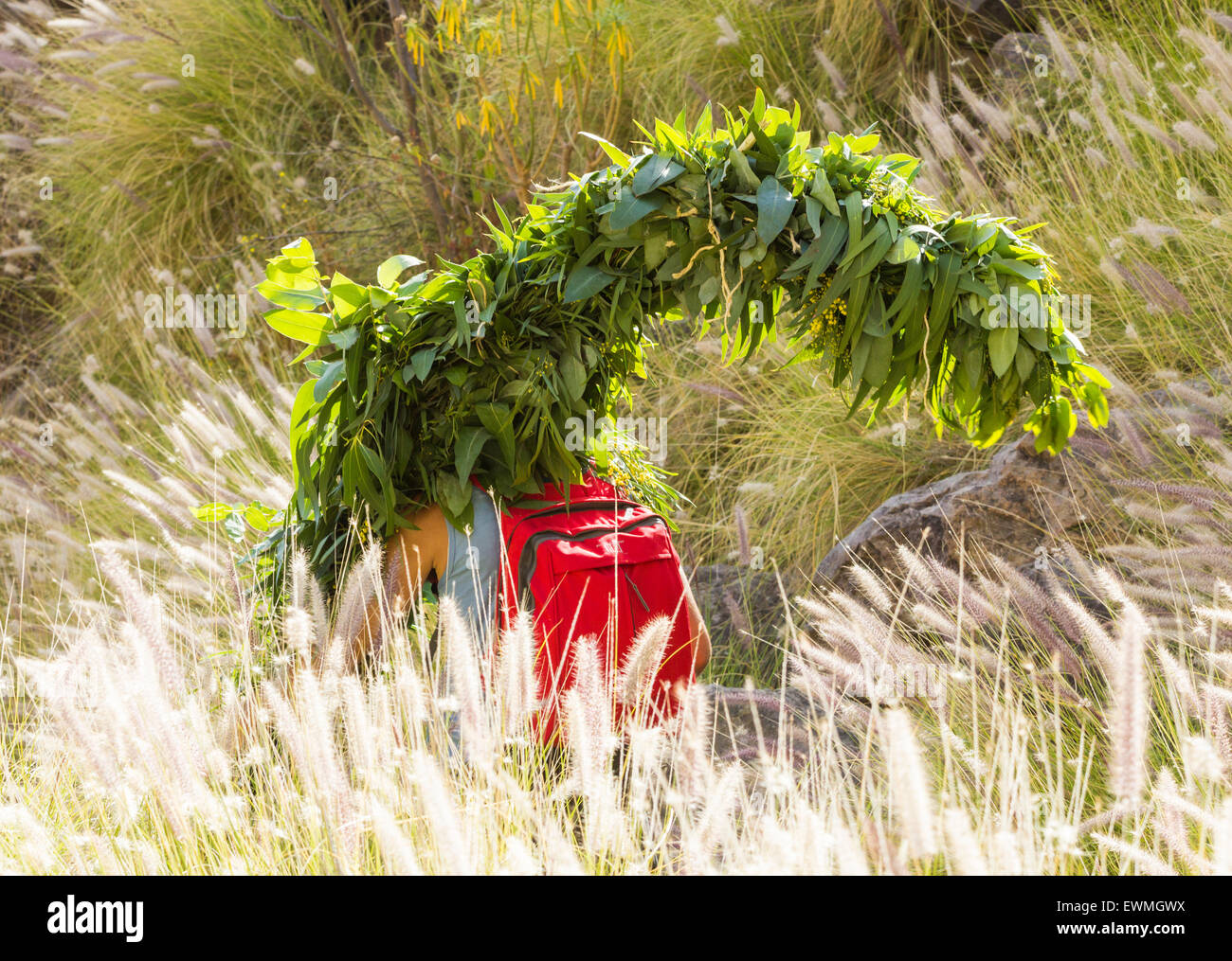 Ramas de rama hi-res stock photography and images - Alamy