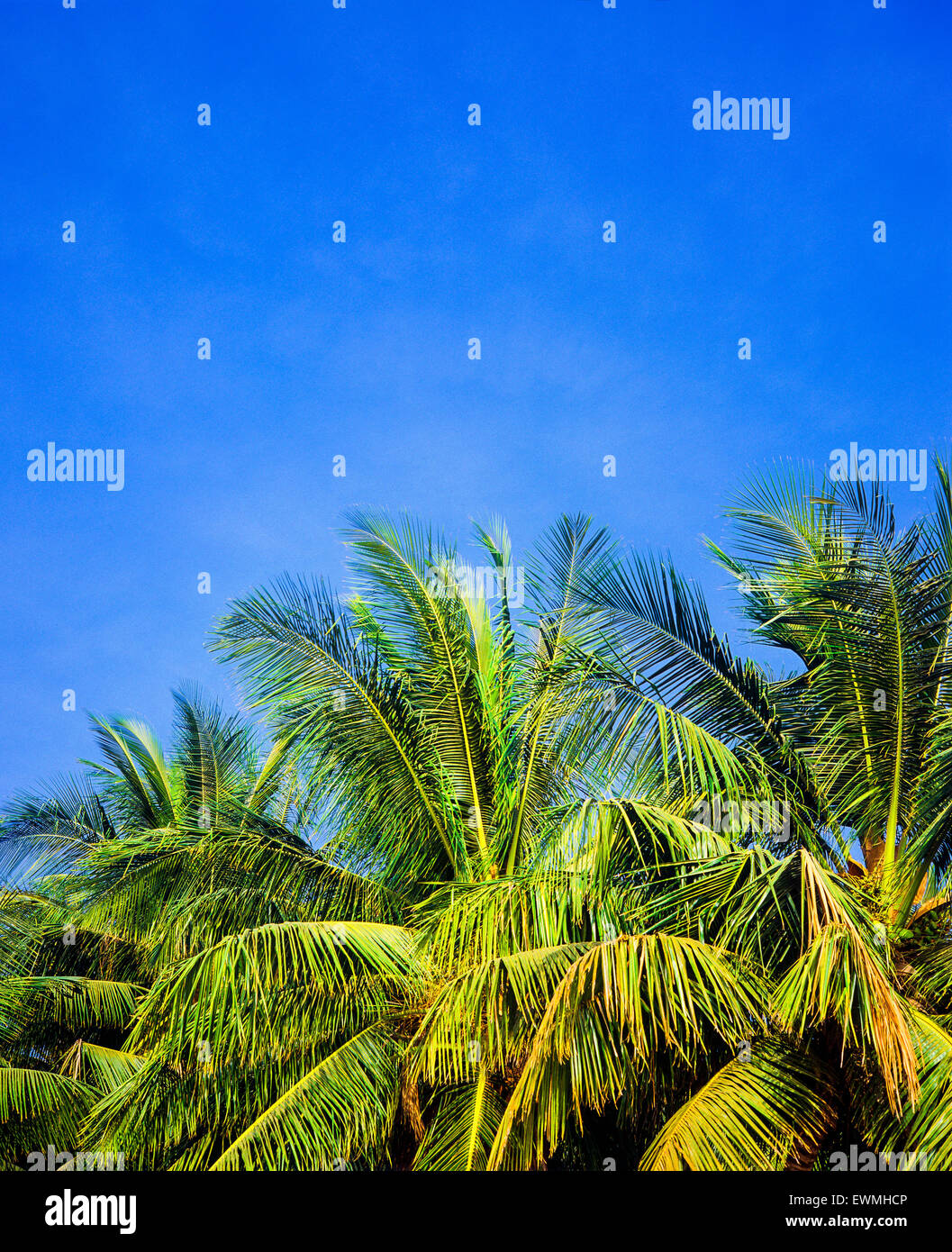 Gambia palms palm trees hi-res stock photography and images - Alamy